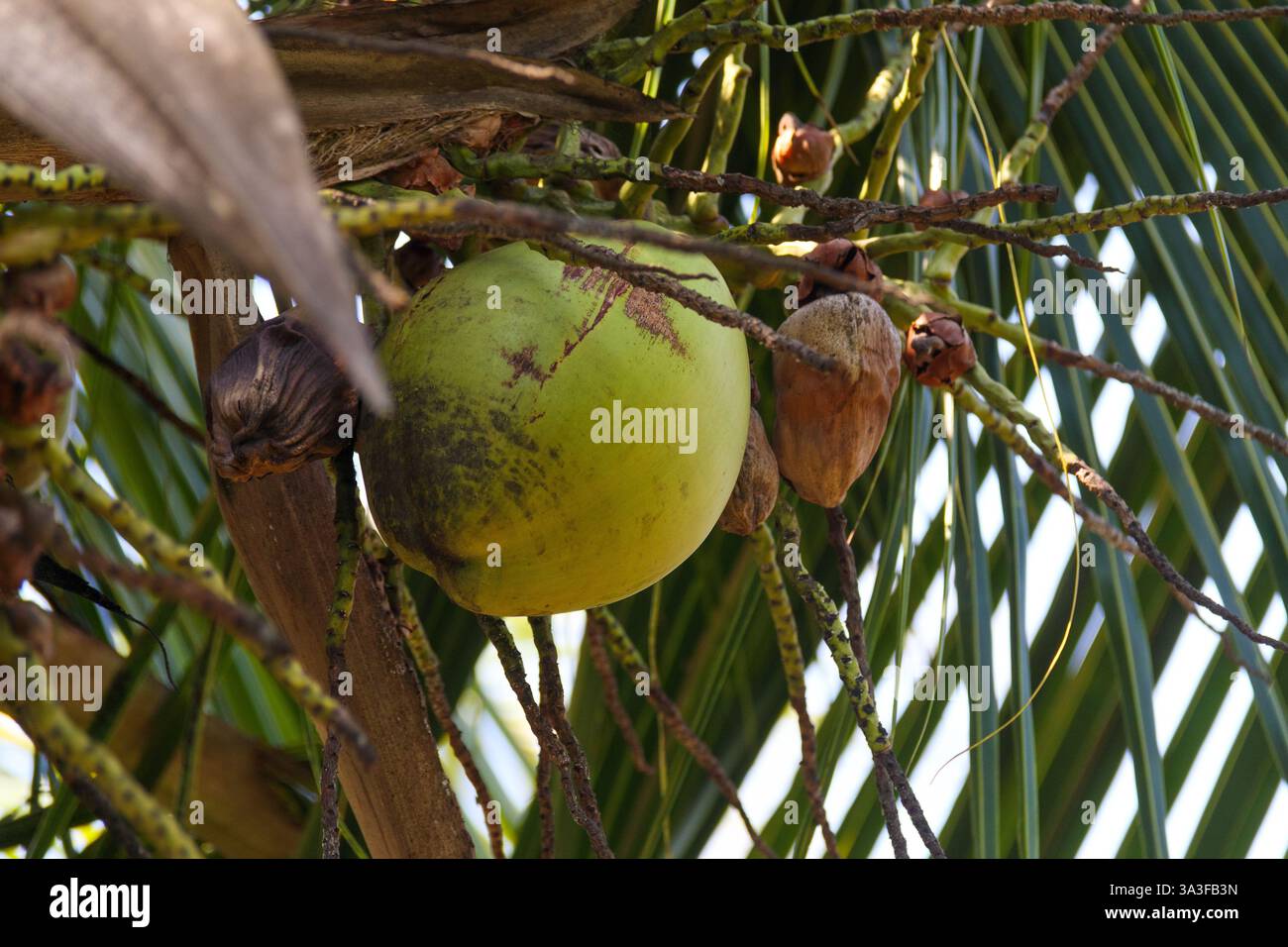 coconut tree with fruits outdoors in Rio de Janeiro, Brazil Stock Photo ...