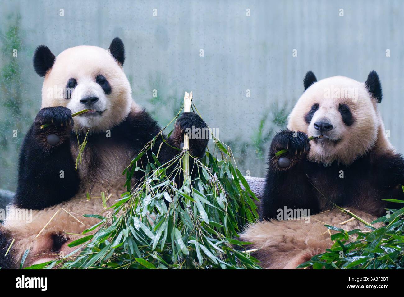 Giant pandas Xing Xing and Chen Chen eat bamboo at Chongqing Zoo in ...
