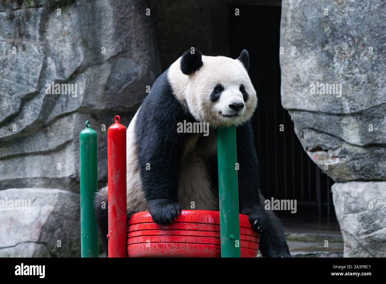 Giant pandas play at Chongqing Zoo in southwest China's Chongqing on ...