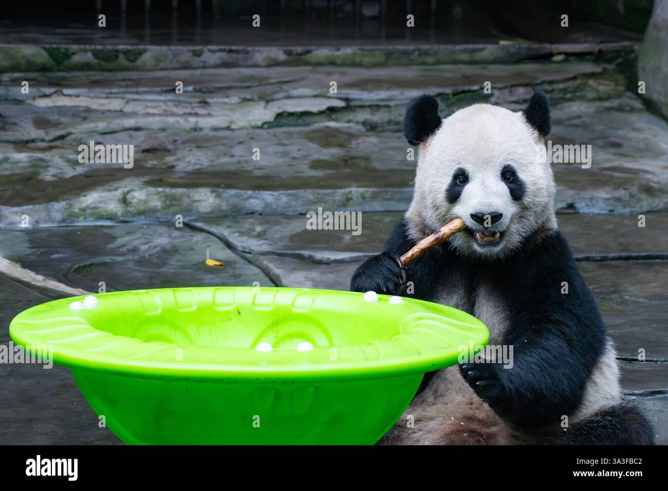 Giant pandas eat bamboo shoots at a rotating bowl at Chongqing Zoo in ...