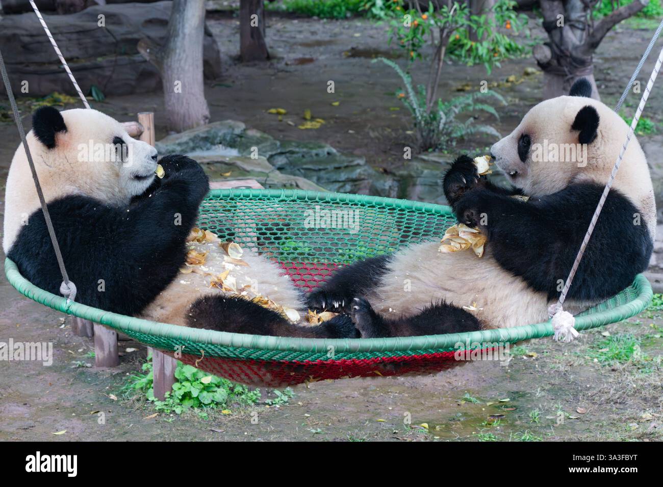 Chongqing, China. 15th Mar, 2025. Giant pandas Xing Xing and Chen Chen ...