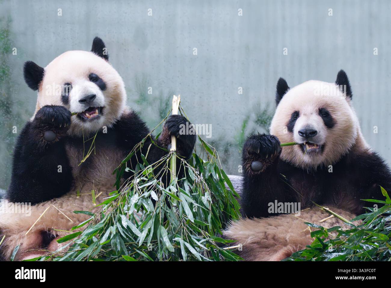 Chongqing, China. 15th Mar, 2025. Giant pandas Xing Xing and Chen Chen ...