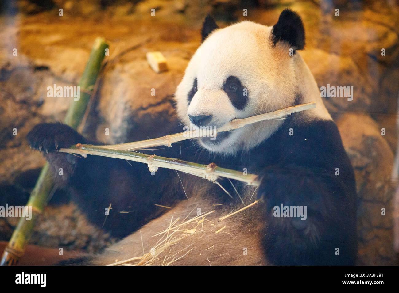 Adelaide, Australia. 16th Mar, 2025. Giant pandas Xing Qui and Yi Lan ...