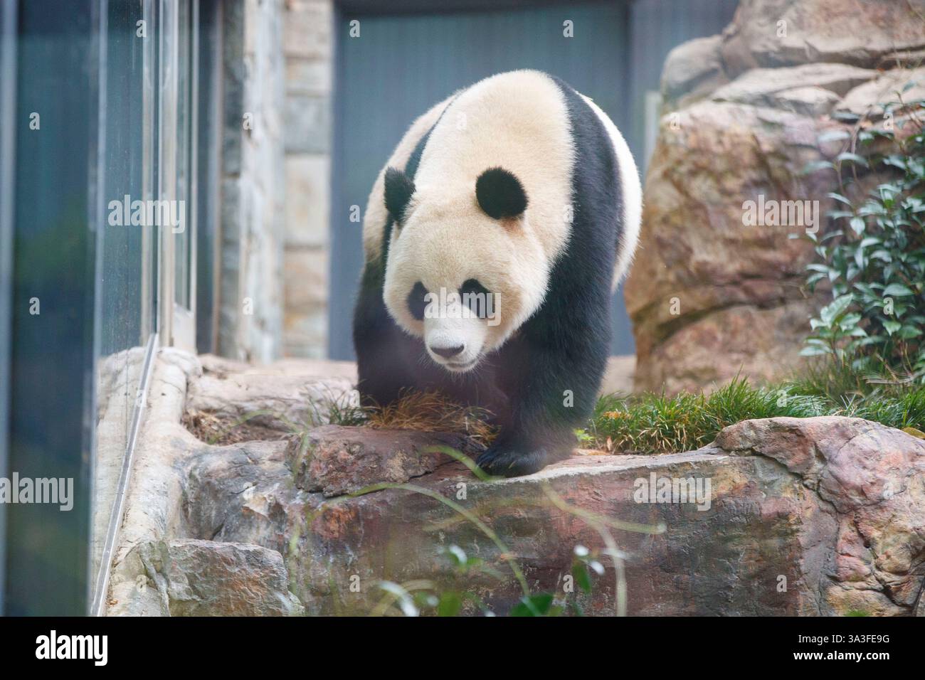 Adelaide, Australia. 16th Mar, 2025. Giant pandas Xing Qui and Yi Lan ...
