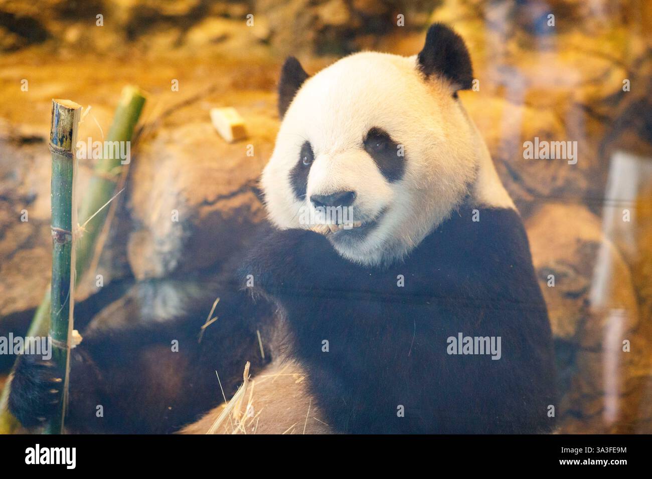 Adelaide, Australia. 16th Mar, 2025. Giant pandas Xing Qui and Yi Lan ...