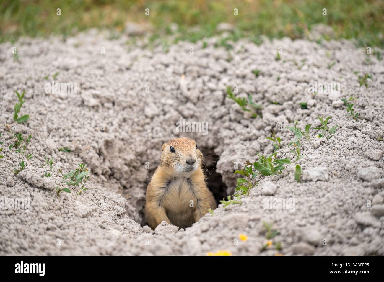 prairie dog peeking out of an underground hole to it's home Stock Photo ...