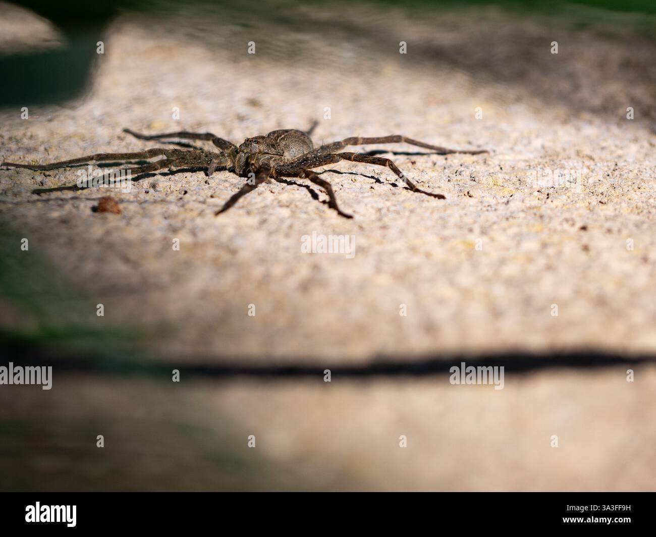 Australian spider on a wall Stock Photo - Alamy