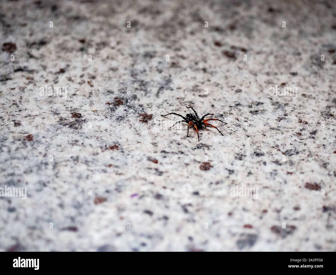Fake danger australia hi-res stock photography and images - Alamy