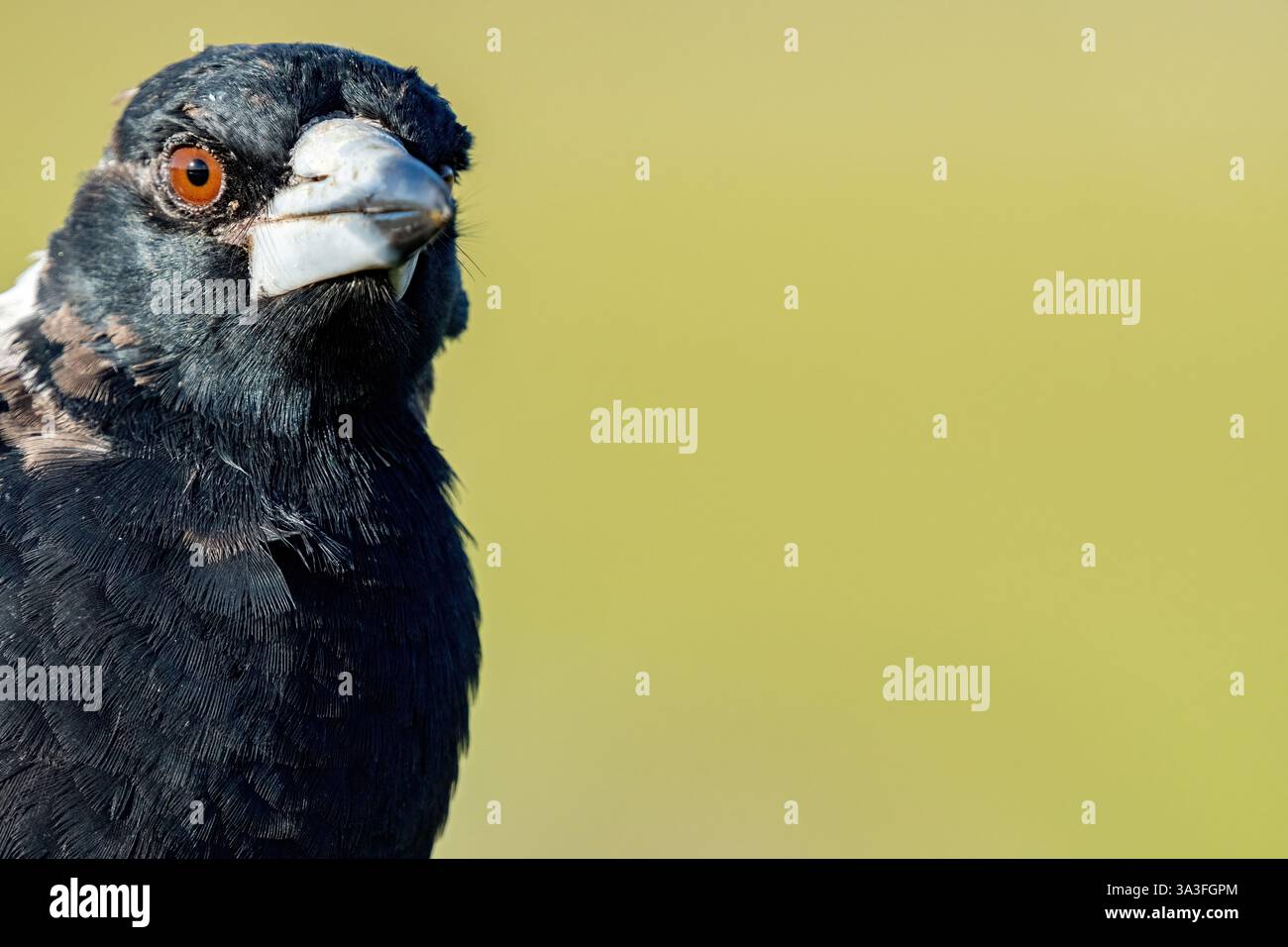 A magpie stares back at the camera Stock Photo - Alamy