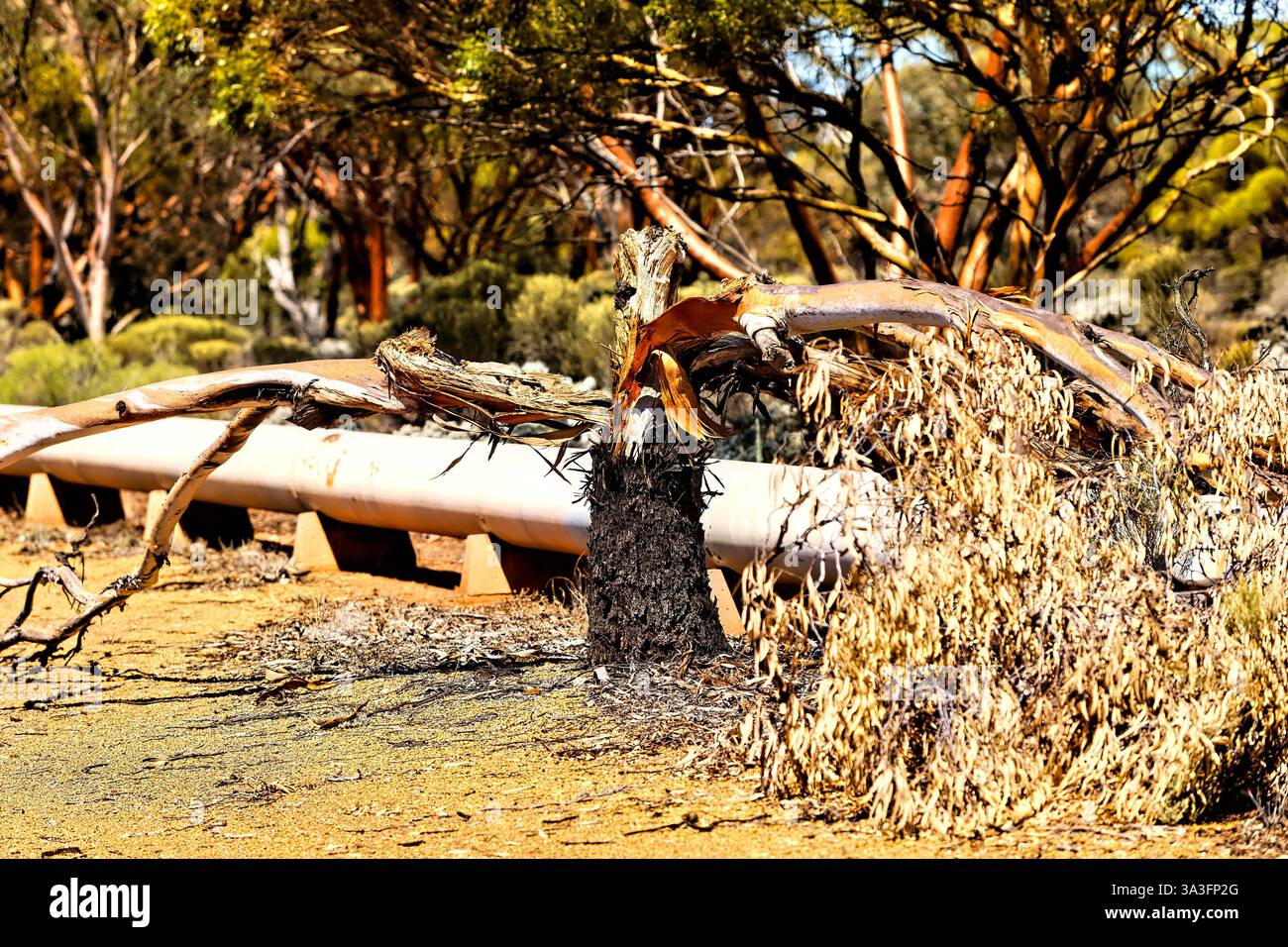 Lightning strike tree hi-res stock photography and images - Alamy