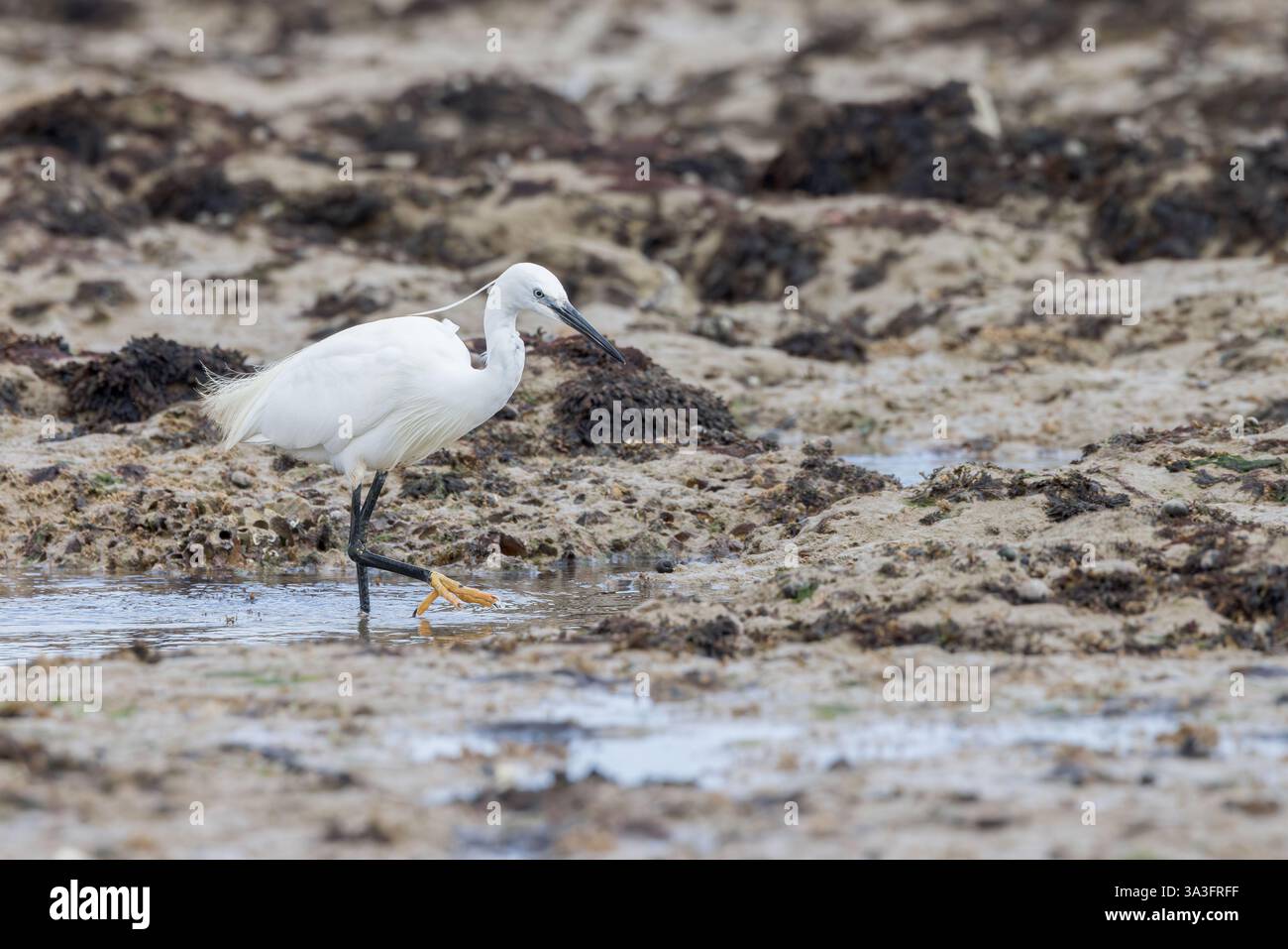 Little Egret [ Egretta garzetta ] stalking food in tidal pool Stock ...