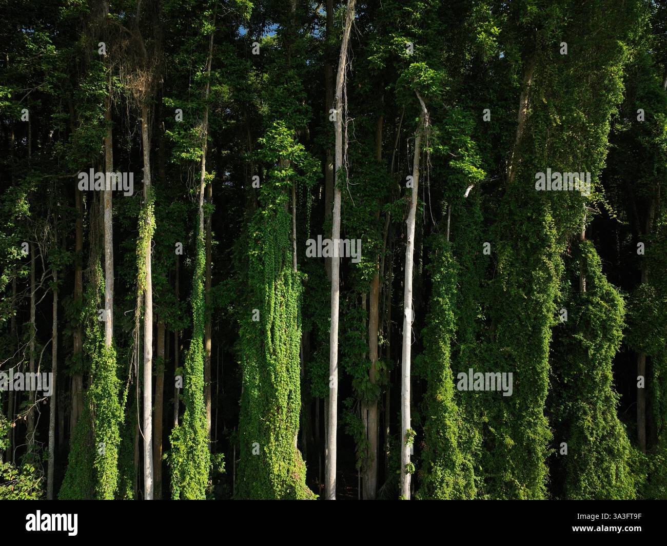 Tropical forest interior. Background of a rainforest. Drone view of ...