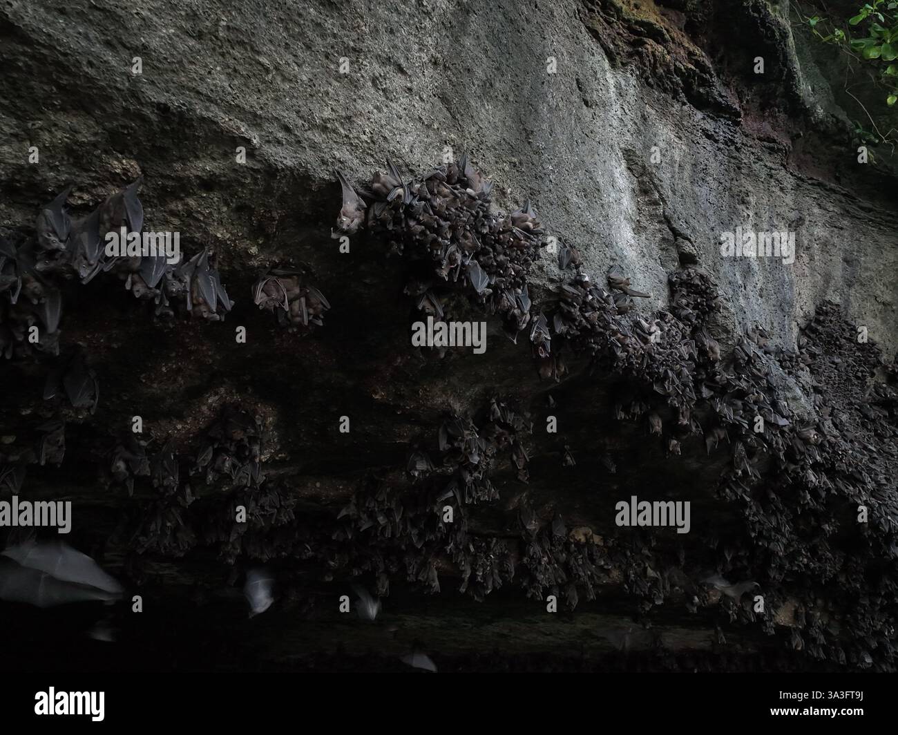 Discover bats in diverse habitats caves, trees, rocks water Stock Photo ...