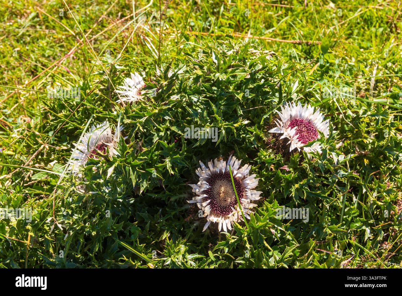 Silver thistle (Carlina acaulis), also known as stemless carline ...