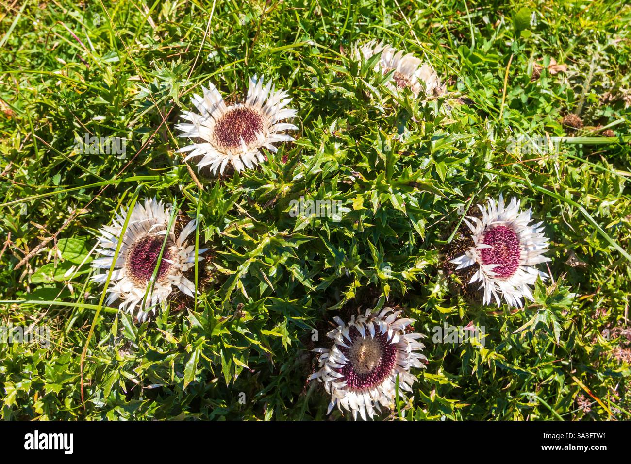 Silver thistle (Carlina acaulis), also known as stemless carline thistle, dwarf carline thistle ...