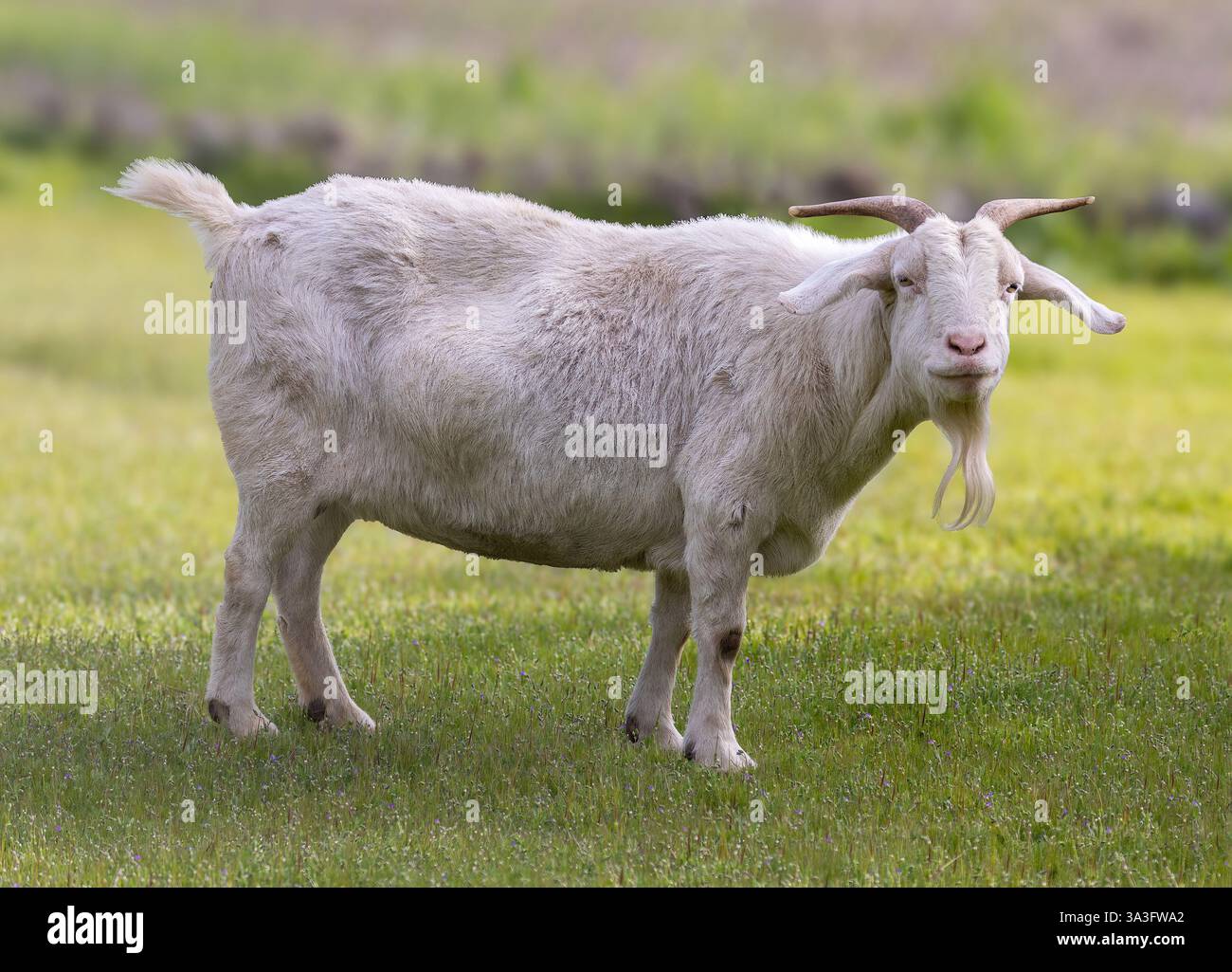 Pregnant Angora Goat Grazing in the Field. Morgan Hill, Santa Clara ...
