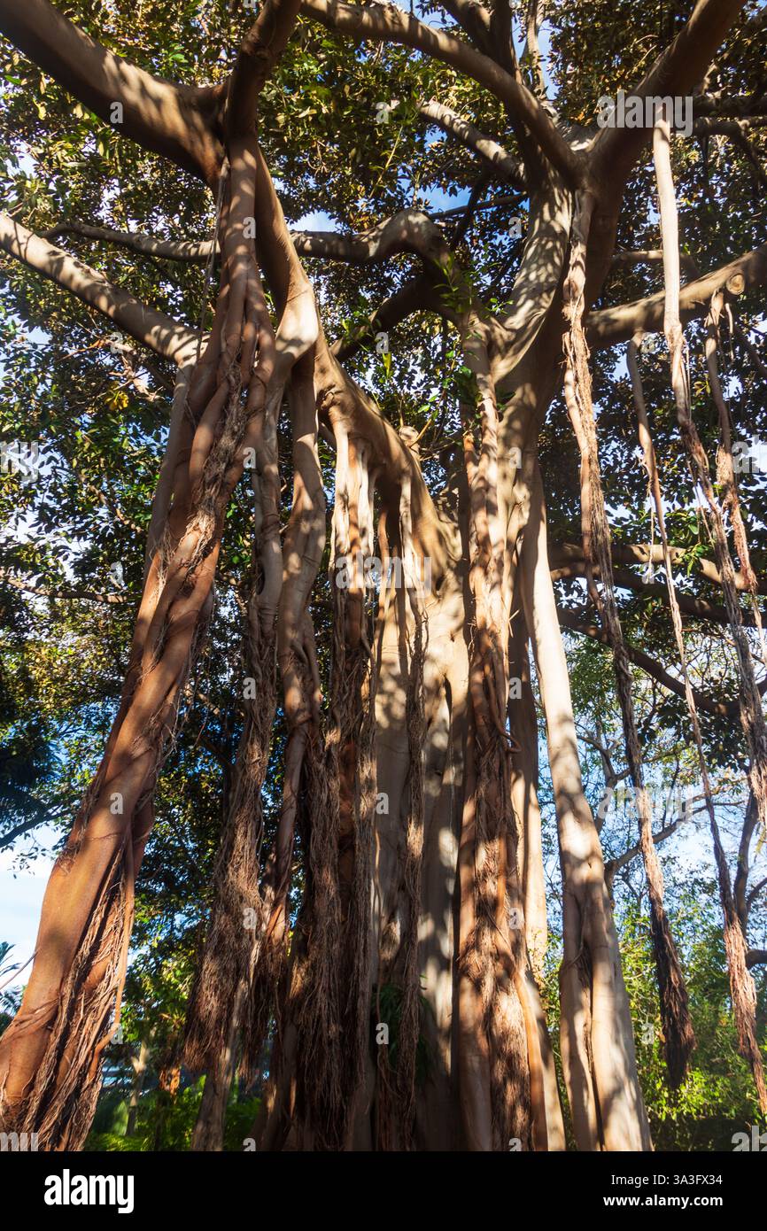 Huge Moreton Bay fig or Australian banyan (Ficus macrophylla) in botanical garden in Puerto de ...