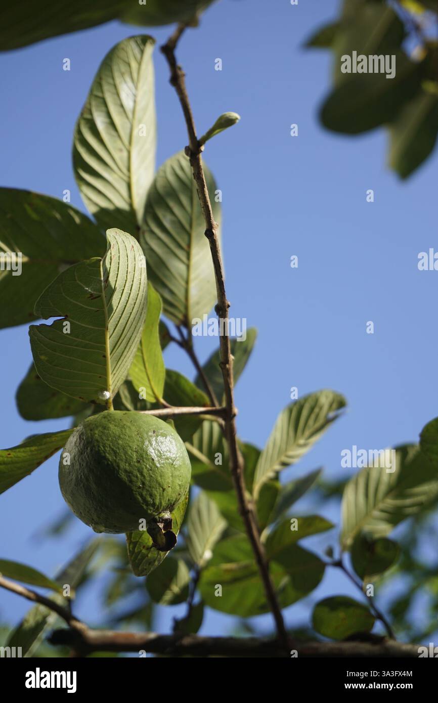 Green fruit unripe hi-res stock photography and images - Alamy