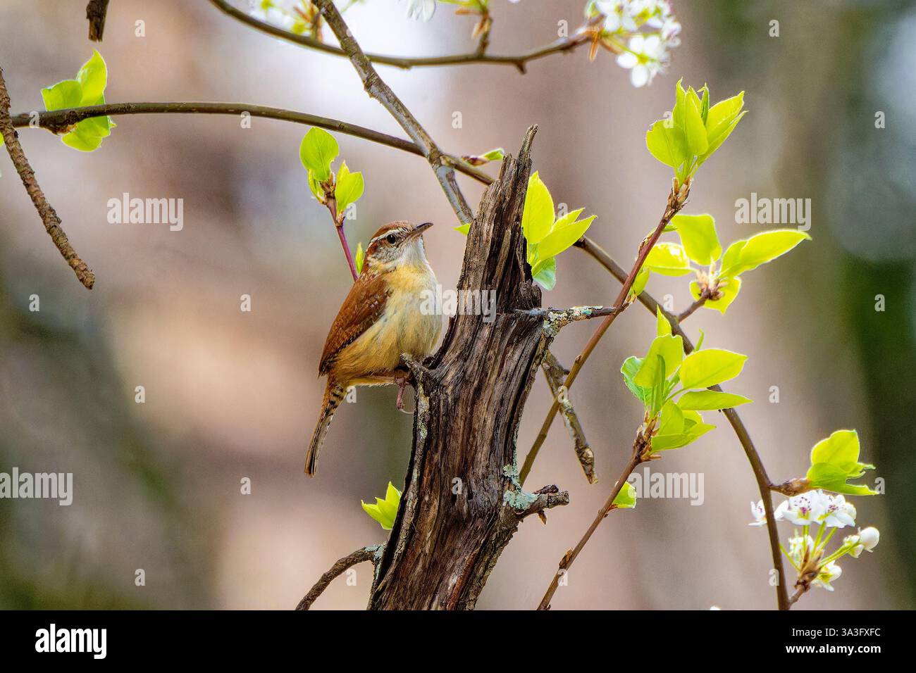 The Carolina wren (Thryothorus ludovicianus) in the branches of the ...