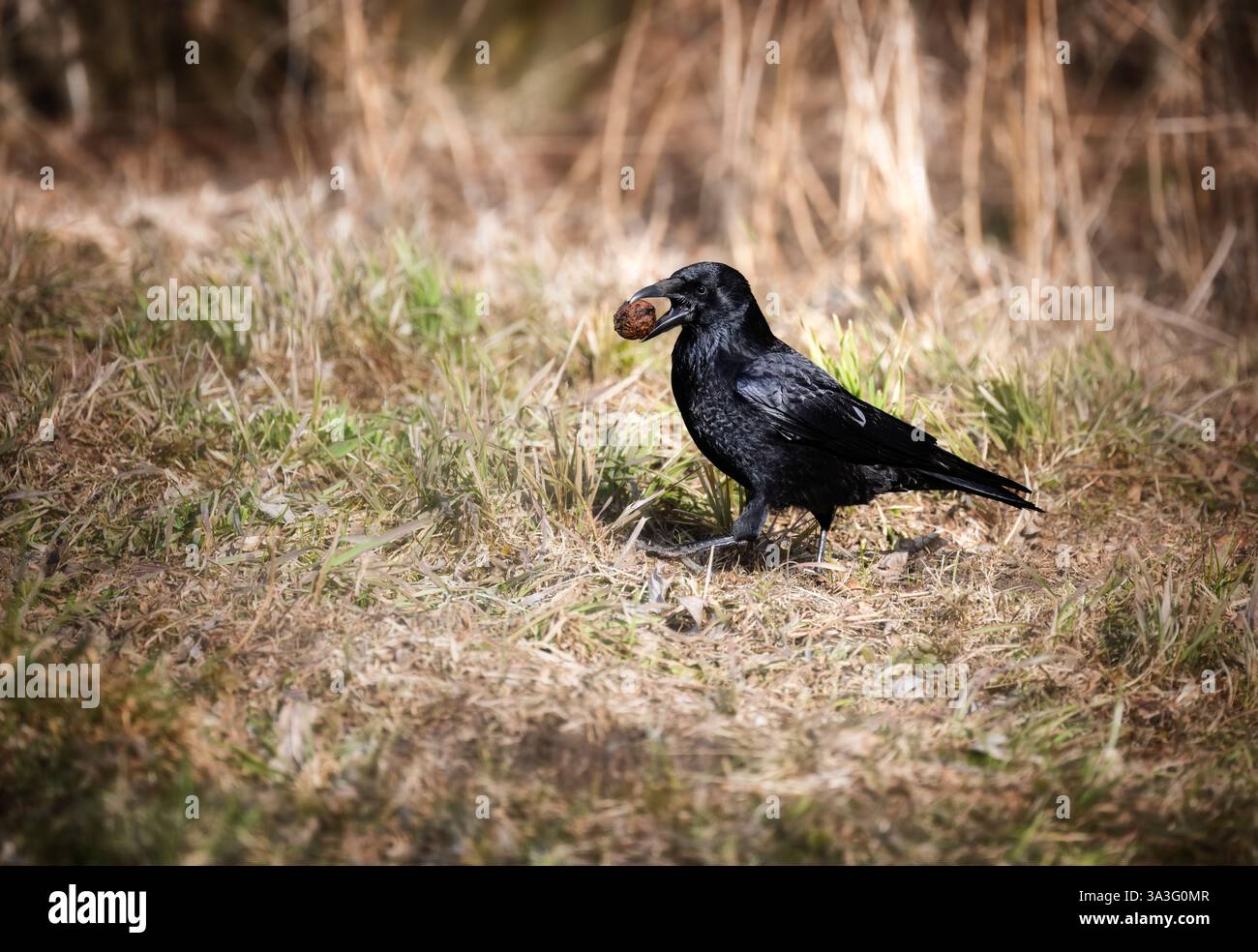 Black raven carrying a walnut in its beak Stock Photo - Alamy