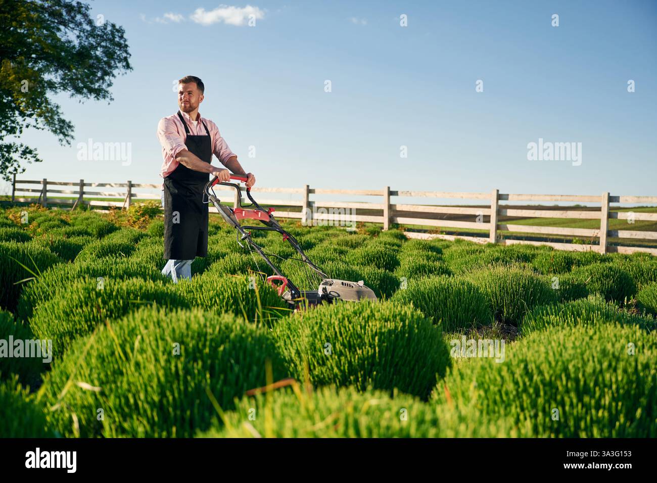 Cleaning the field by using lawn mower. Adult farmer is outdoors Stock ...