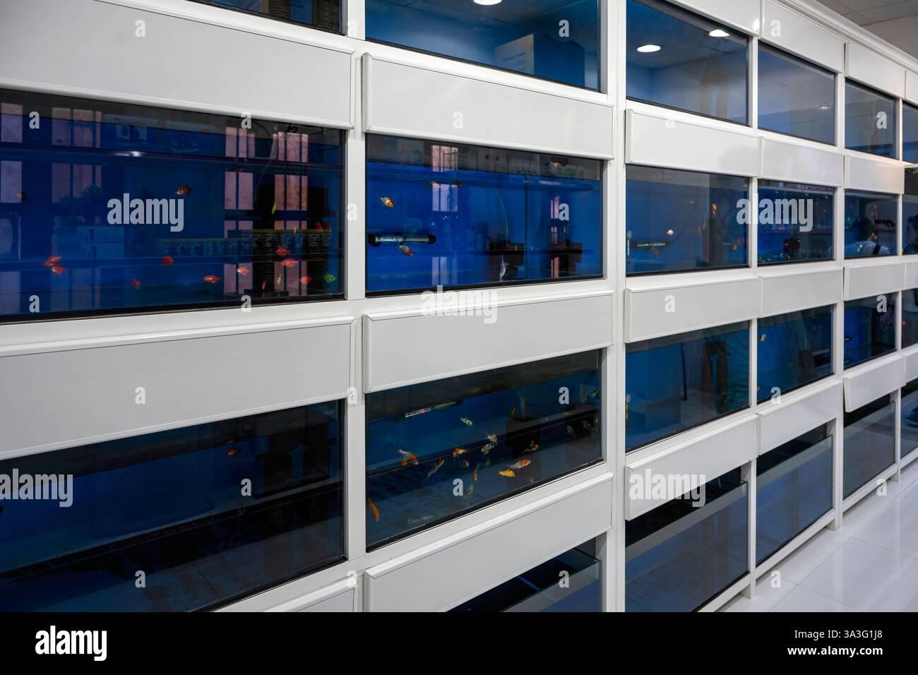 Aquariums tanks in shop, Fish Market Souq Wakra Doha Qatar Stock Photo ...