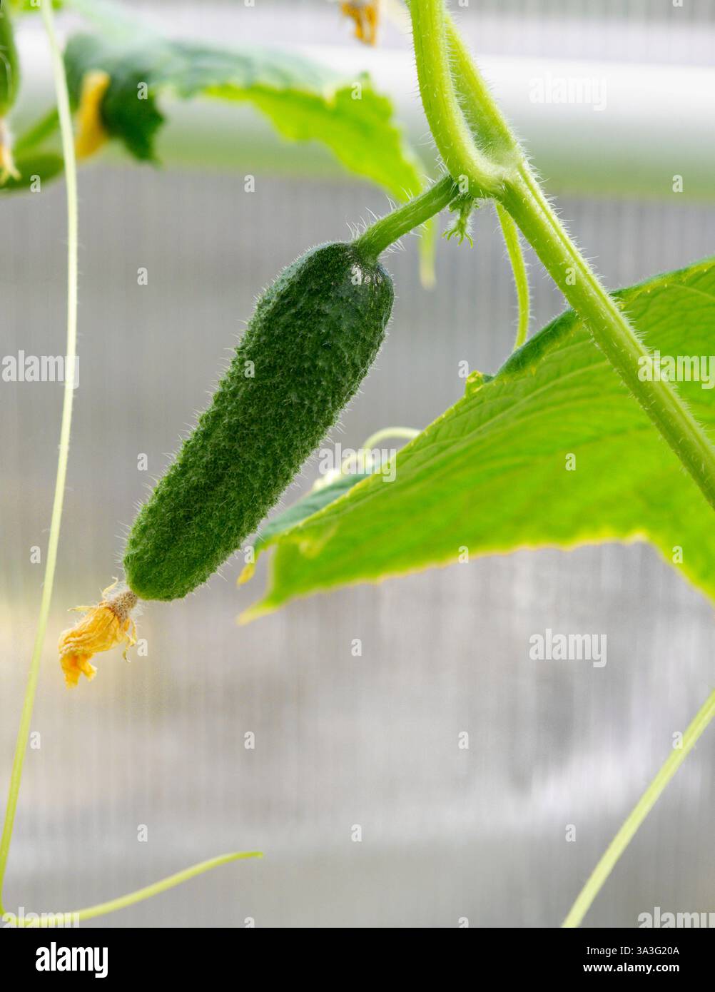 Cucumber growing on a cucumber plant vine in a greenhouse. Close-up of ...