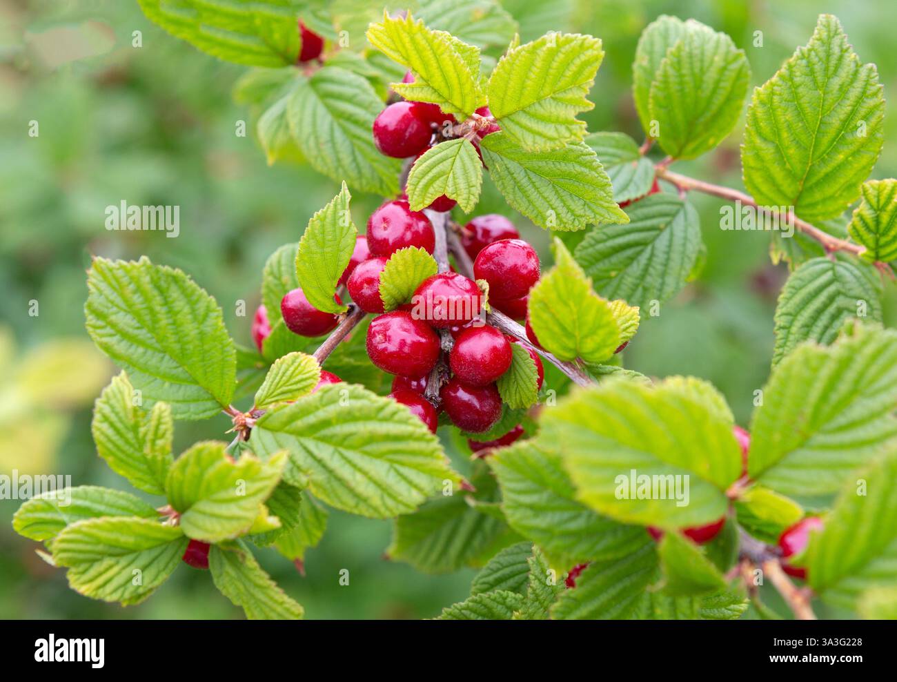 Cherry fruit. Korean cherry, mountain cherry, Chinese Bush cherry ...