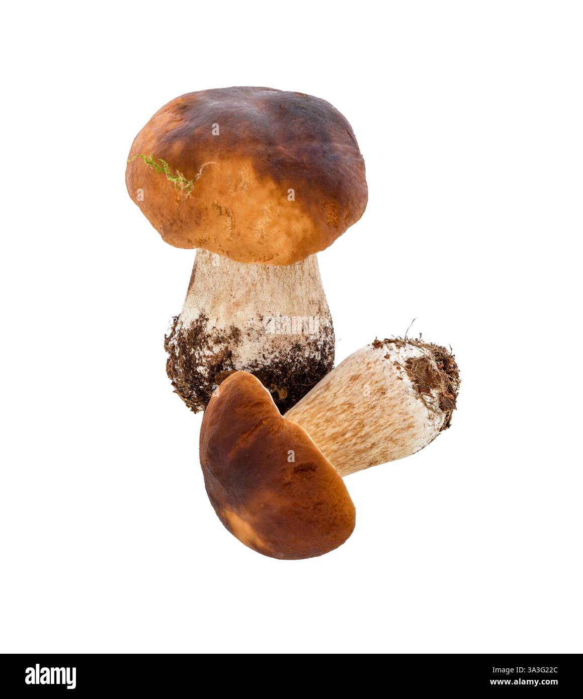 Porcini mushrooms isolate on white background. Bay bolete. Edible ...
