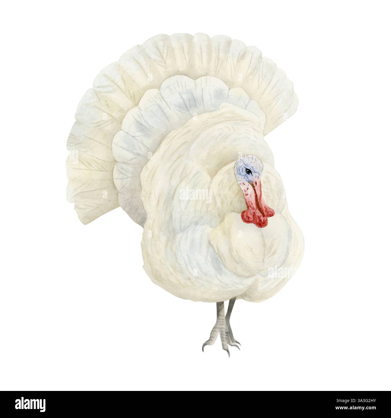 White turkey watercolor isolated illustration. Realistic American farm ...