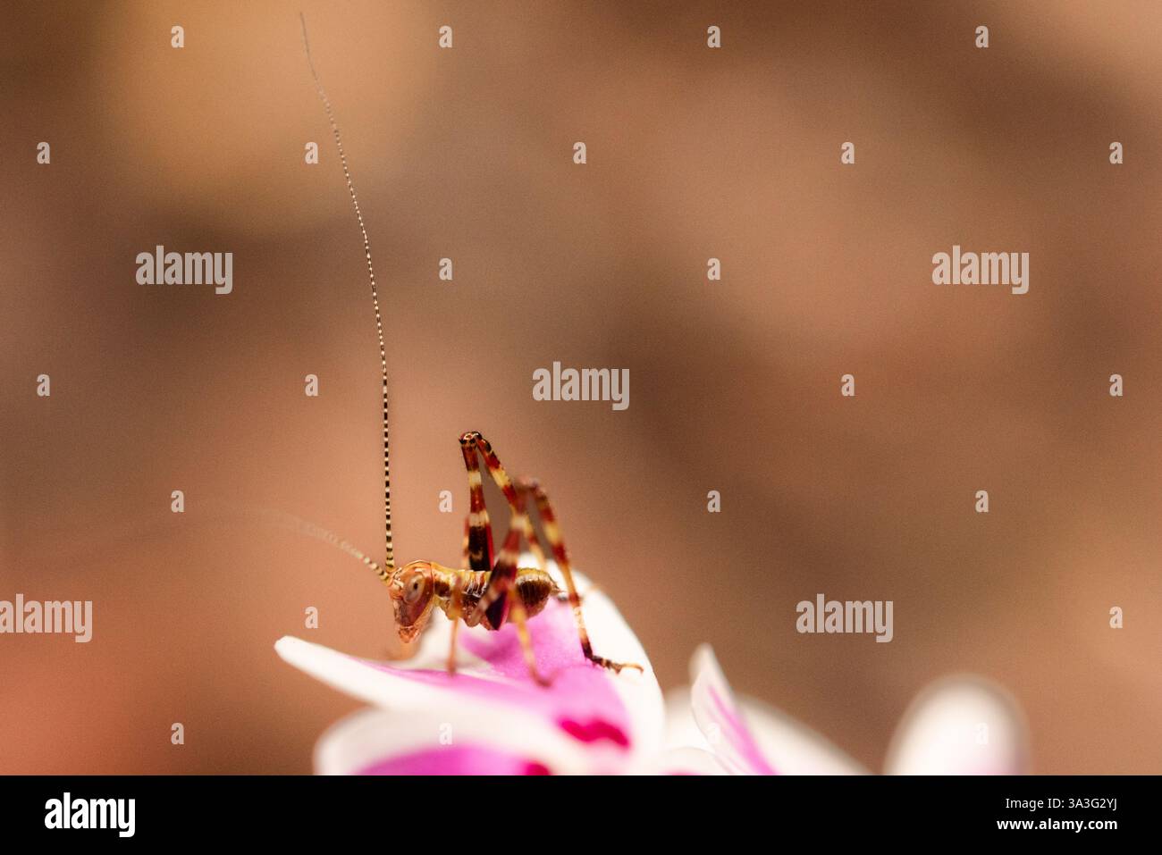 Common Garden Katydid chewing on Phlox Candy Stripe Stock Photo - Alamy