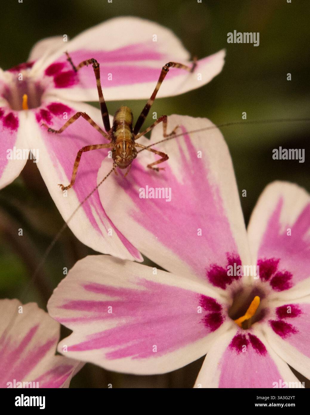 Common Garden Katydid chewing on Phlox Candy Stripe Stock Photo - Alamy