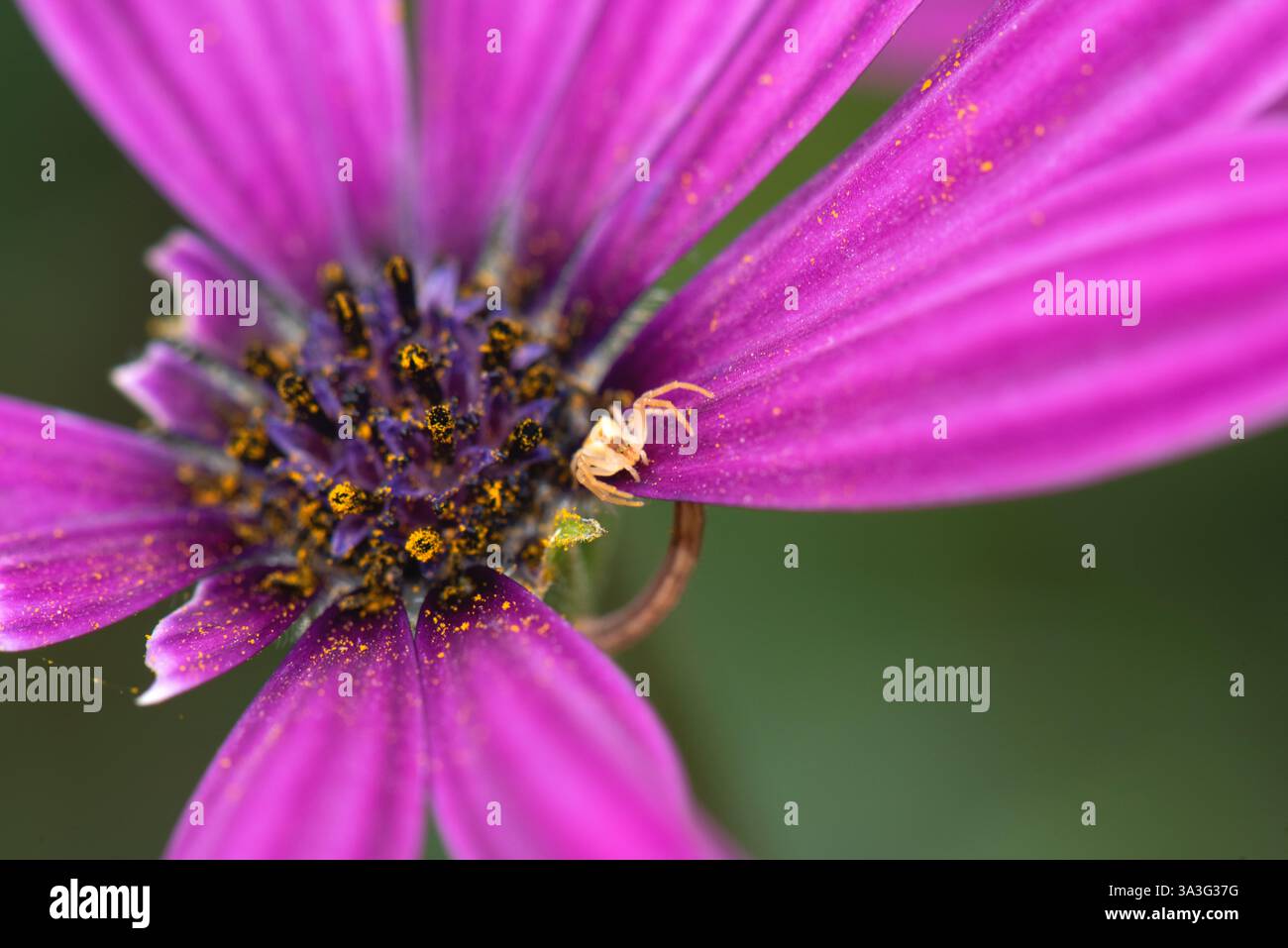 Tiny spider and African daisy petals it has eaten Stock Photo - Alamy