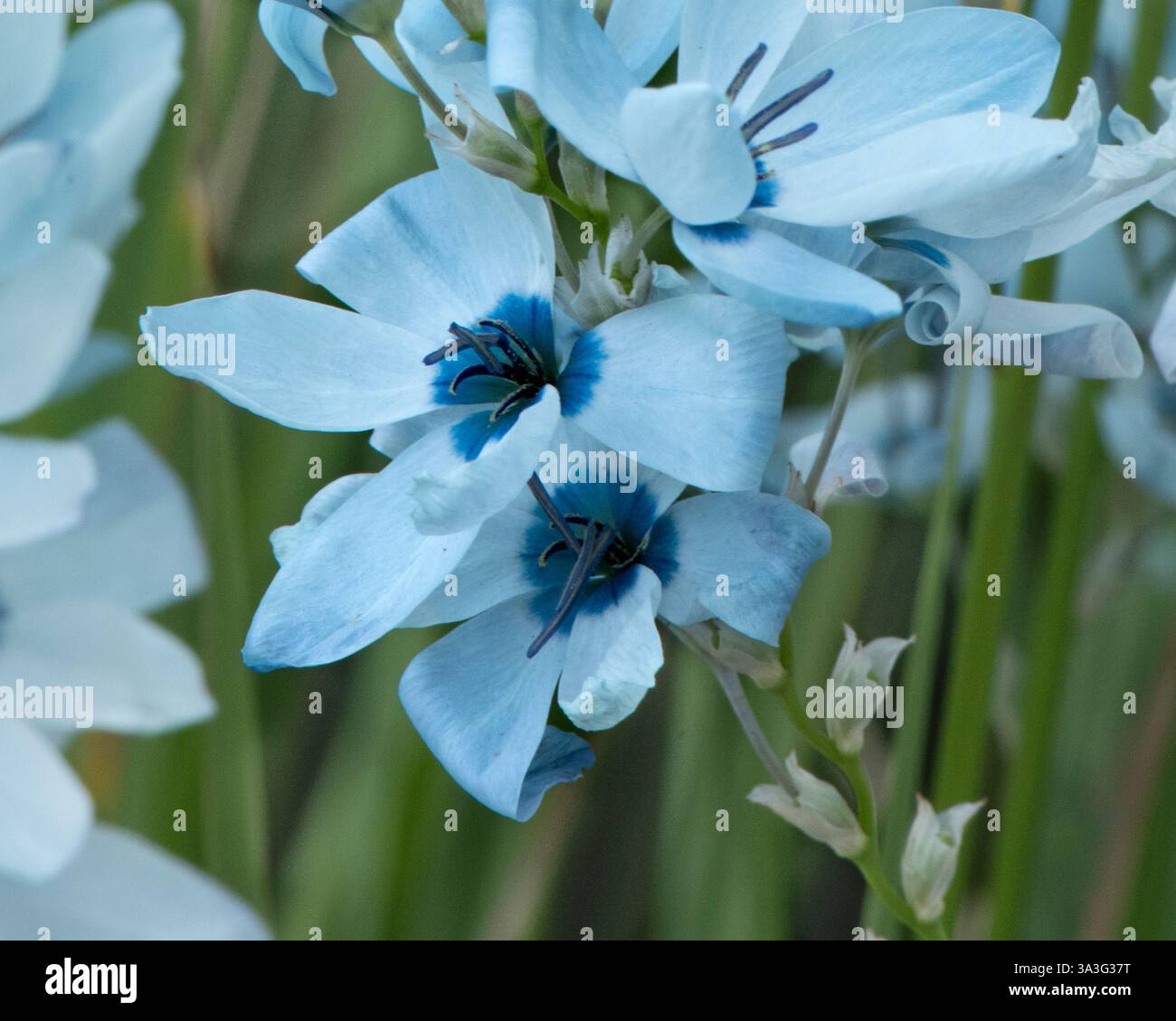 Ixia duck egg blue hi-res stock photography and images - Alamy