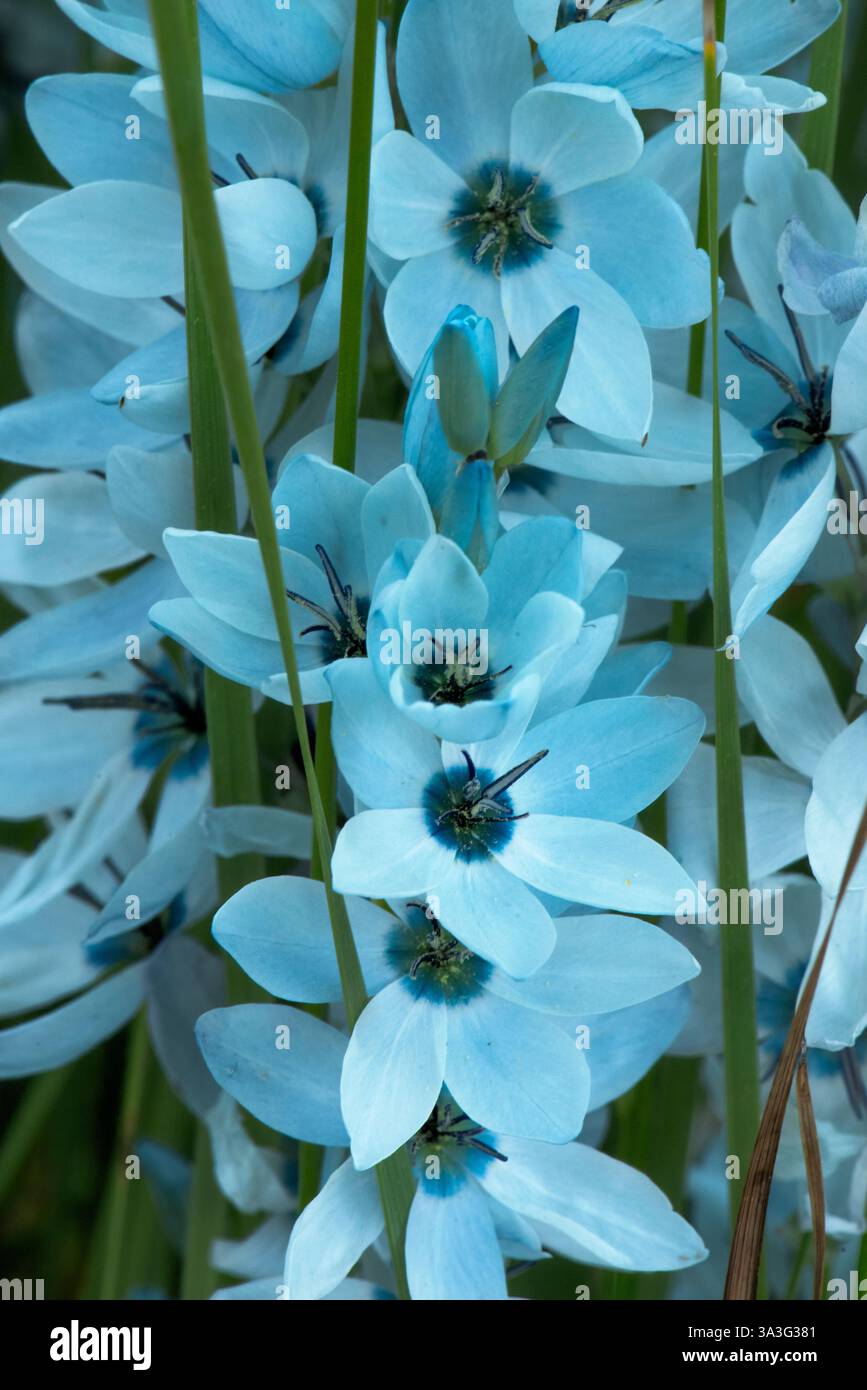 Amethyst Ixia in spring in a suburban garden Stock Photo - Alamy