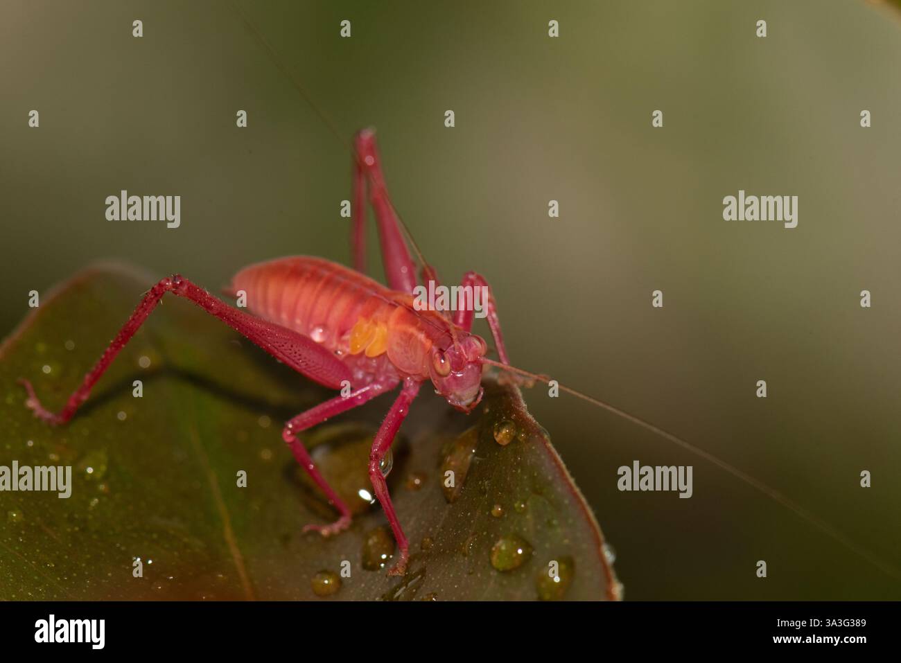 Common orange garden katydid chewing on a blueberry leafe Stock Photo - Alamy