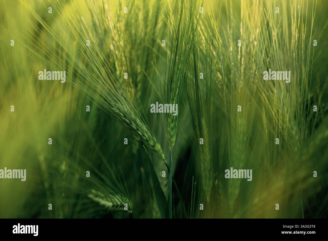 Growing process. Close up view of green wheat on agricultural field ...