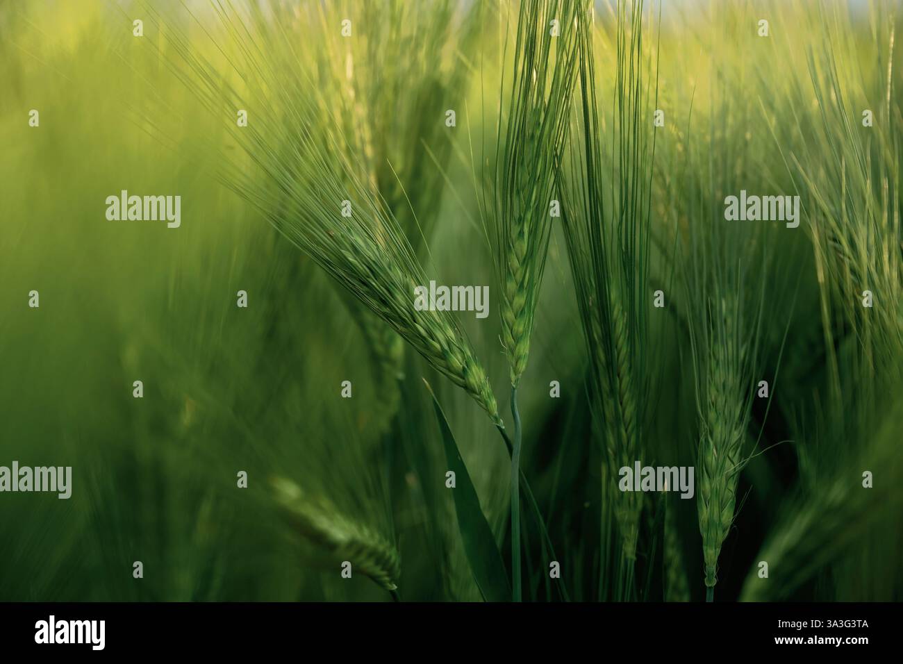Growing process. Close up view of green wheat on agricultural field ...