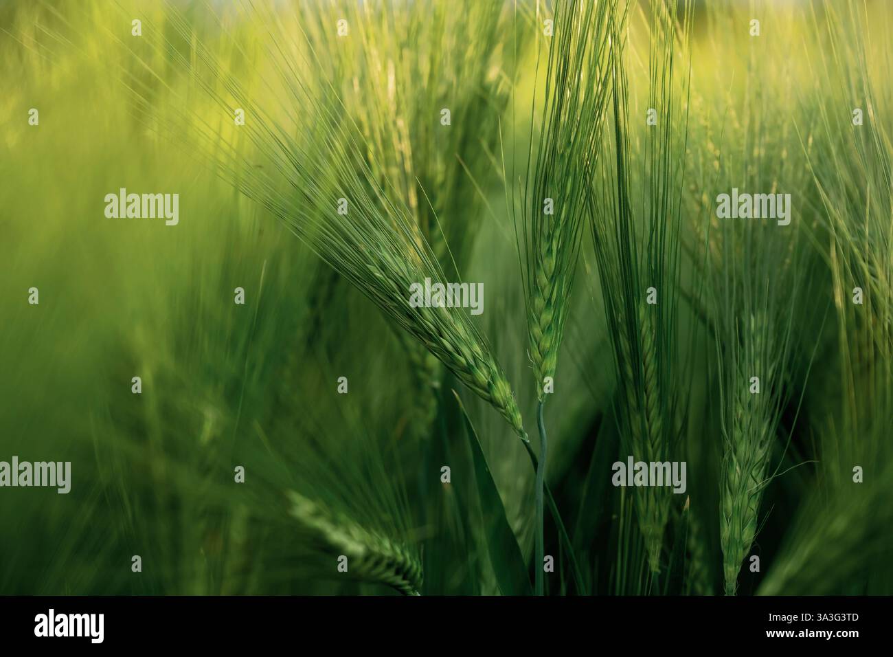 Growing process. Close up view of green wheat on agricultural field ...