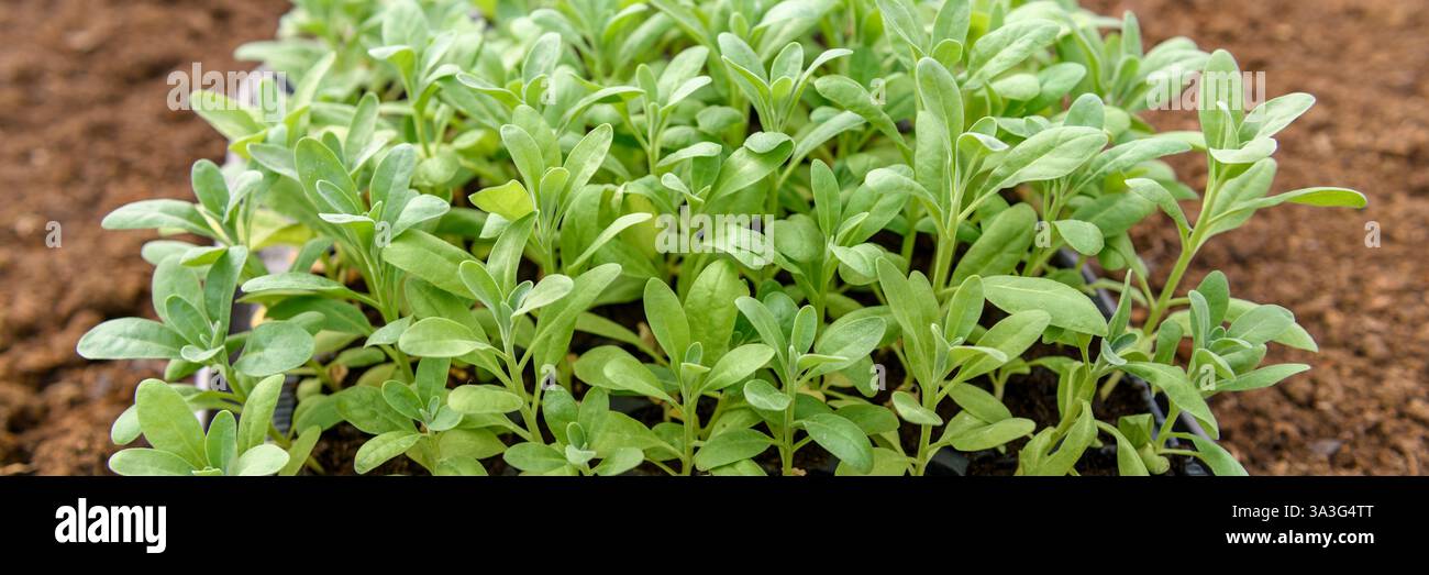 Young matthiola incana or stock flower seedlings growing in a seedling ...