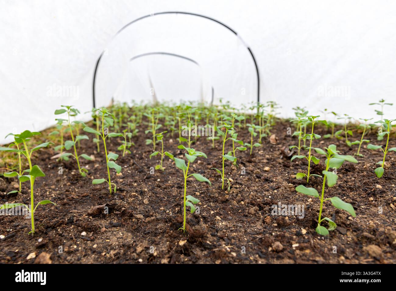Young snapdragon flower seedlings growing in a low polytunnel. DIY low ...