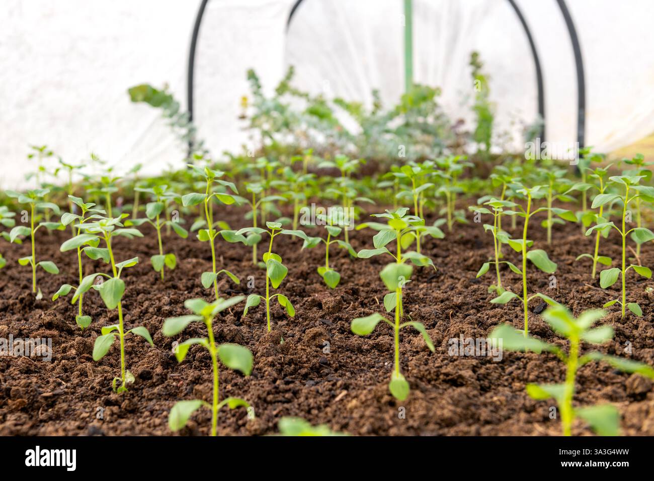 Young snapdragon flower seedlings growing in a low polytunnel. DIY low ...
