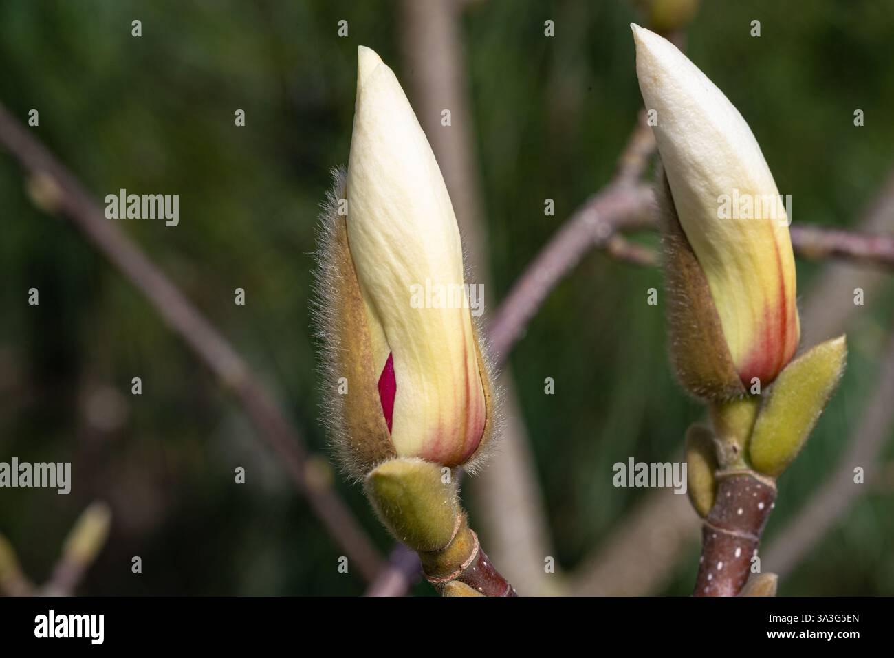 The white-red buds of the flowers of a Magnolia tree are about to open ...