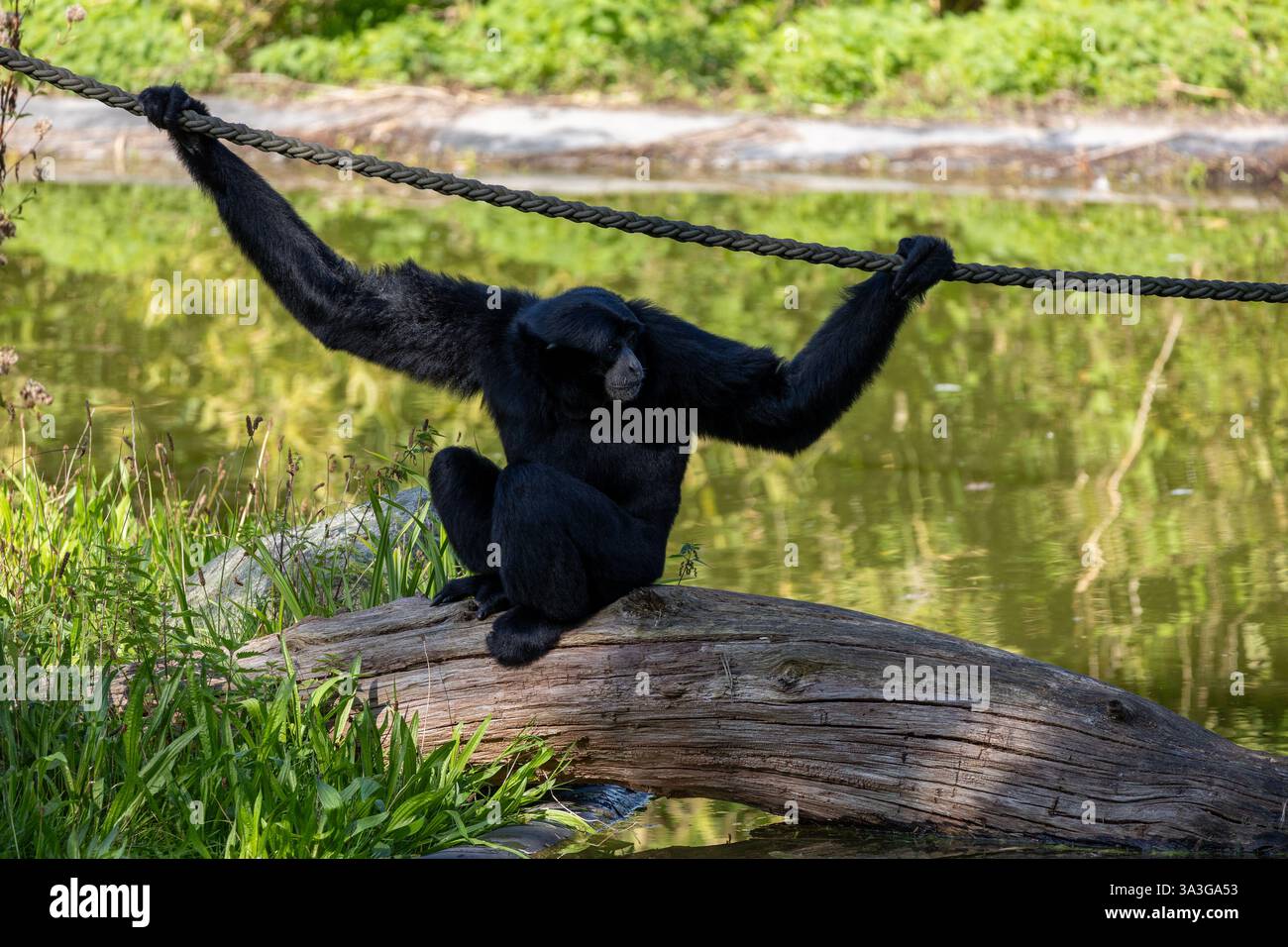 Siamang gibbon ape sitting hi-res stock photography and images - Alamy