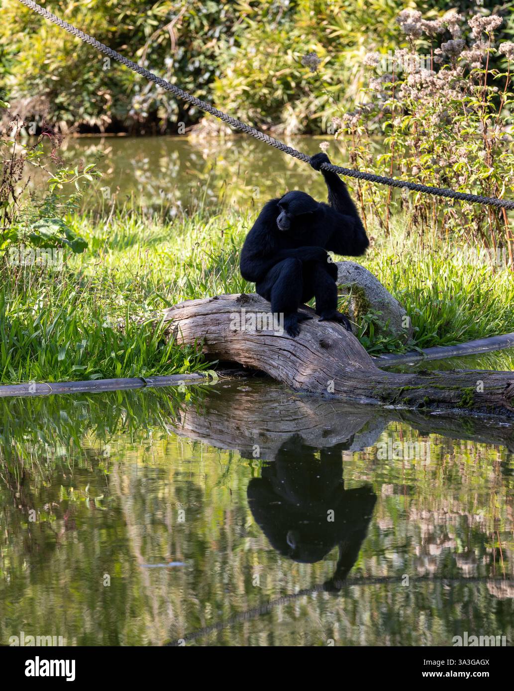 Gibbon climbing tree in zoo hi-res stock photography and images - Alamy