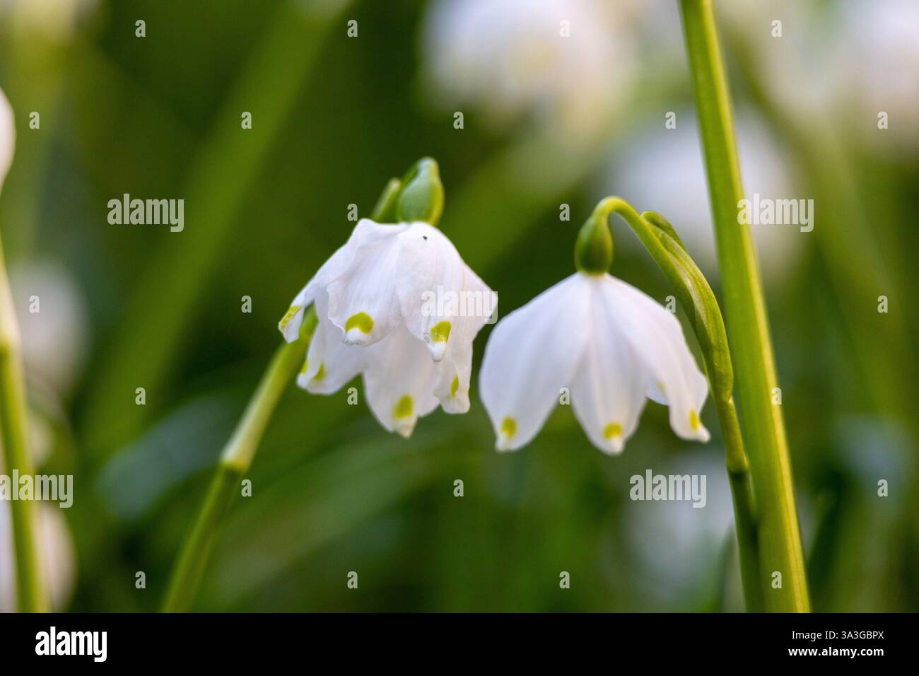 March cup (Leucojum vernum) group in close-up in a forest in spring ...