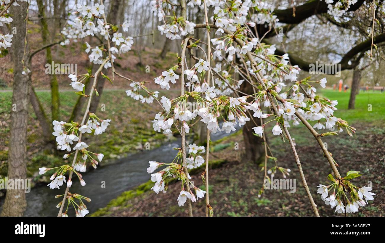 Spring awakening: White-flowering thorn bush Stock Photo - Alamy