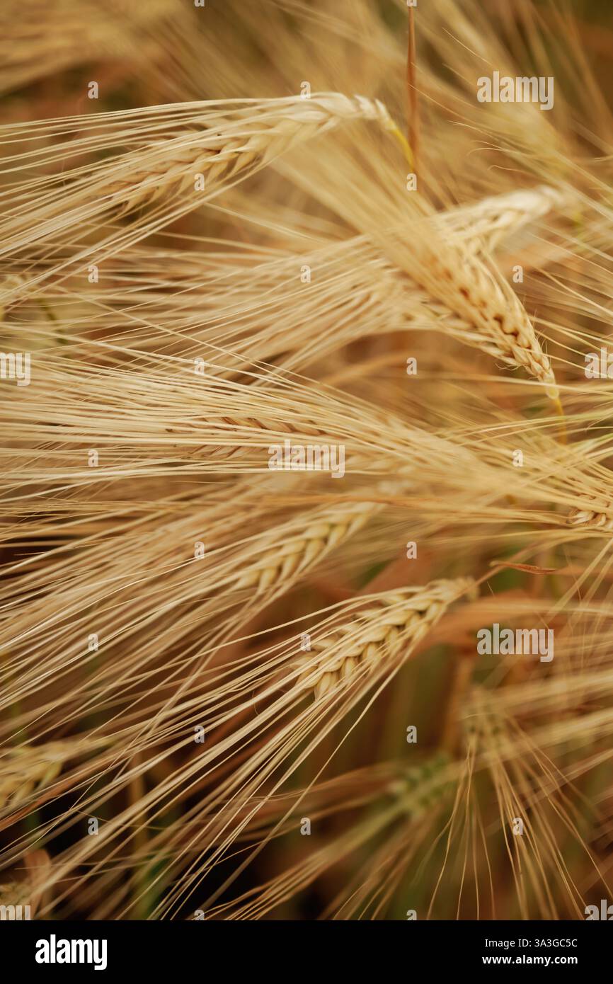 Harvest season. Close-up of a barley field with golden stalks swaying ...