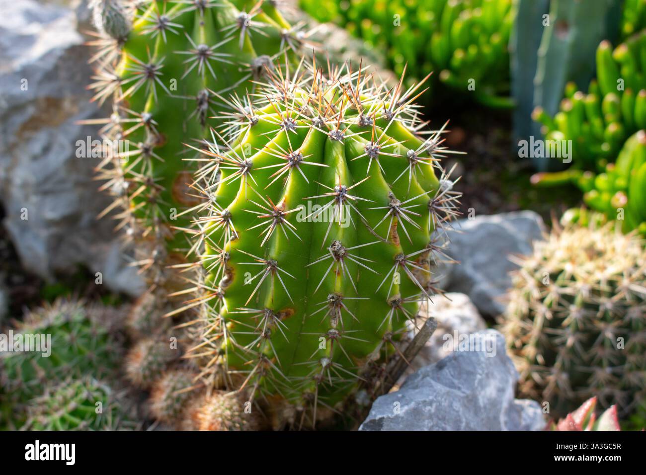 Close-up of green cactus with sharp spines: detailed shot for botany ...