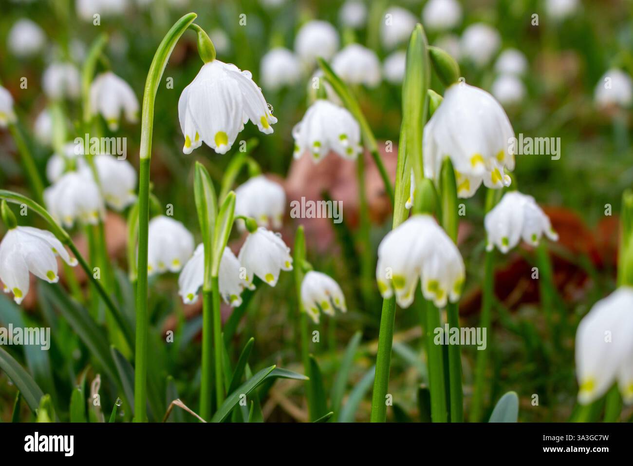 March cup (Leucojum vernum) group in close-up in a forest in spring ...